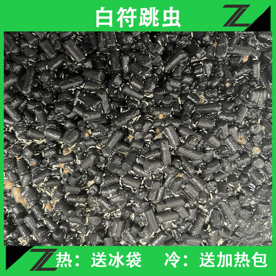白符跳虫长角跳虫清缸螳螂蜘蛛角蛙鼠妇雨林蝎红疣虫雨林清洁实验