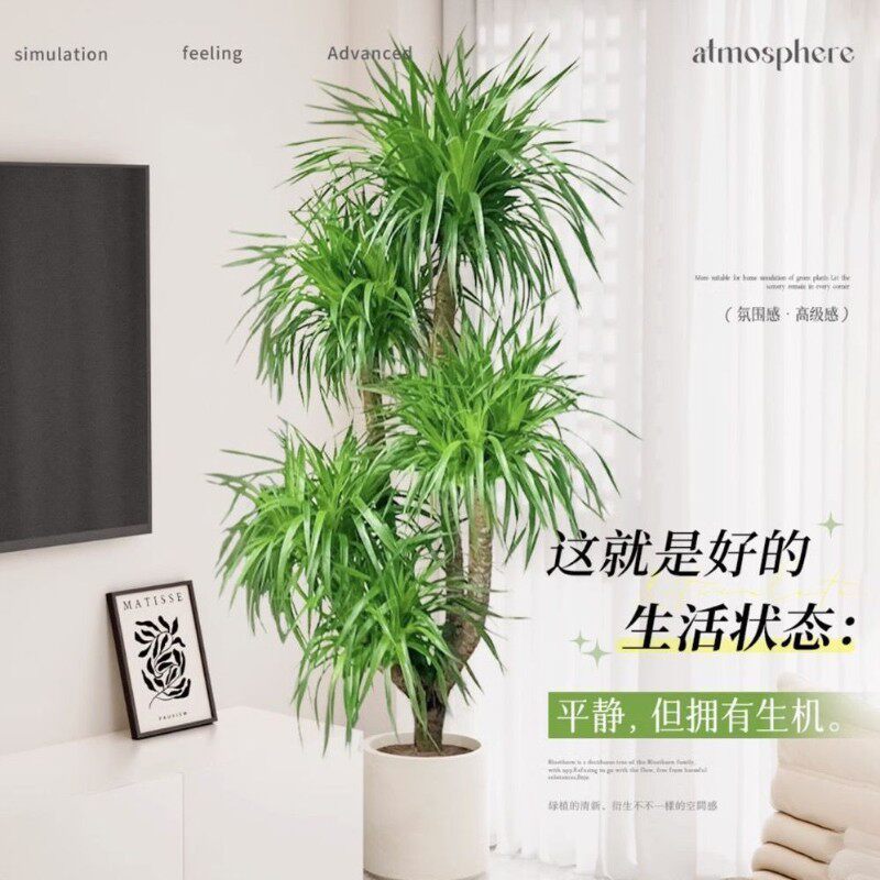 高档龙血树绿植盆栽室内大型客厅办公室好养活净化空气绿植龙须树