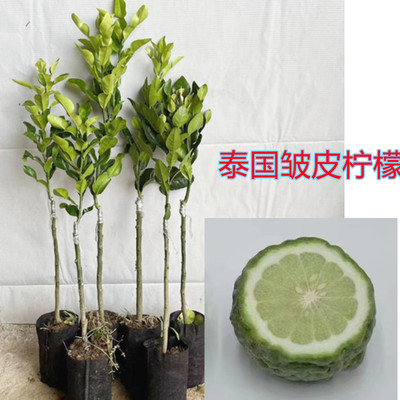 南北方种植四季常绿泰国皱皮柠檬