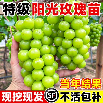 阳光玫瑰葡萄树苗巨峰夏黑大苗