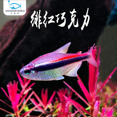 绯红霓虹巧克力灯鱼群游鱼淡水鱼