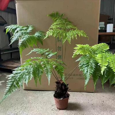 红磷蕨类植物一叶蕨类绿植