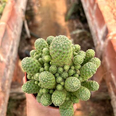 卡莱主教火焰复色沟宝山属仙人球爱开花大球有根好养活盆栽