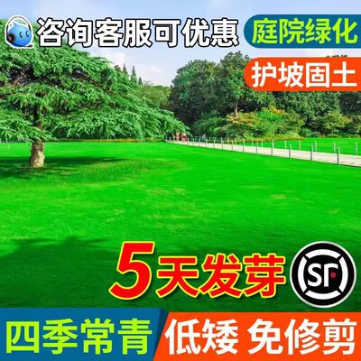 草坪草籽四季常青护坡狗牙根种子