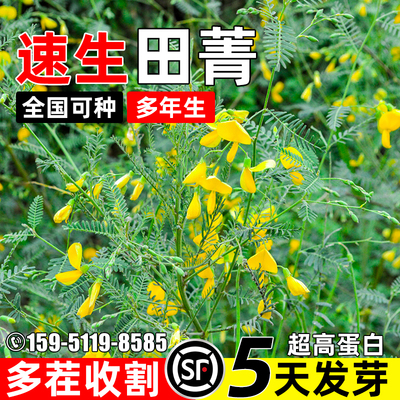 田箐种子土壤改良耐涝耐旱多年生