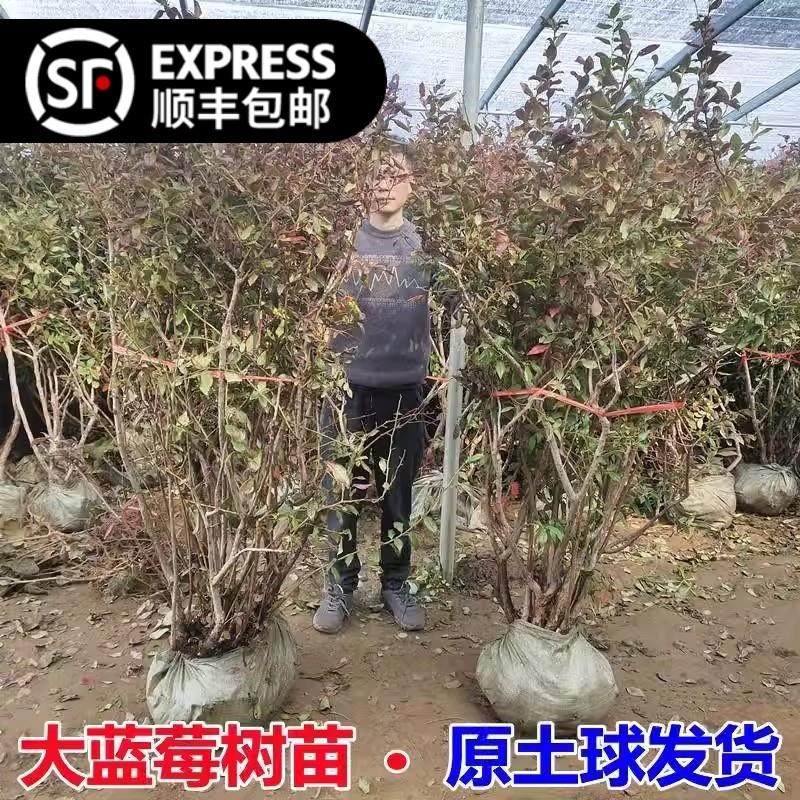 特大蓝莓树果苗带土球庭院阳台种植当年结果盆栽地栽南方北方种植