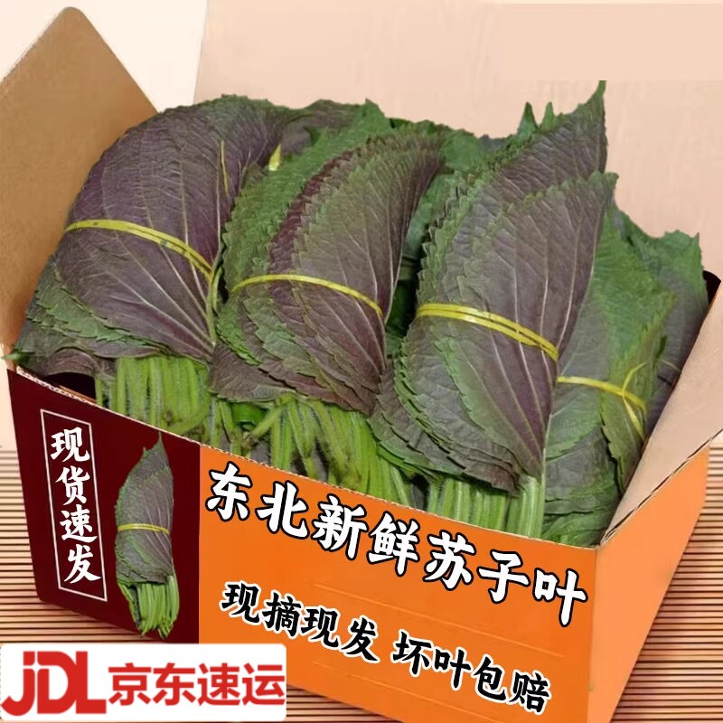 新鲜苏子叶东北特产蔬菜烤肉紫苏叶蘸酱煎肉韩式料理散装粘豆包叶
