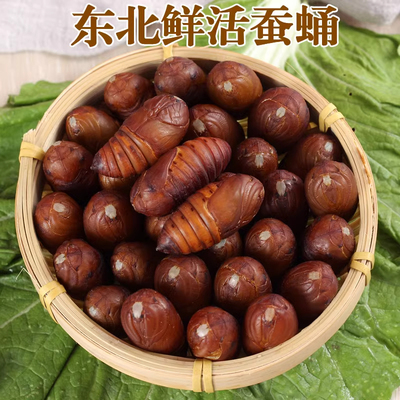 新疆包邮鲜活蚕蛹东北特产新鲜茧蛹蝉蛹大个柞蚕蛹大黄中黄小黄高