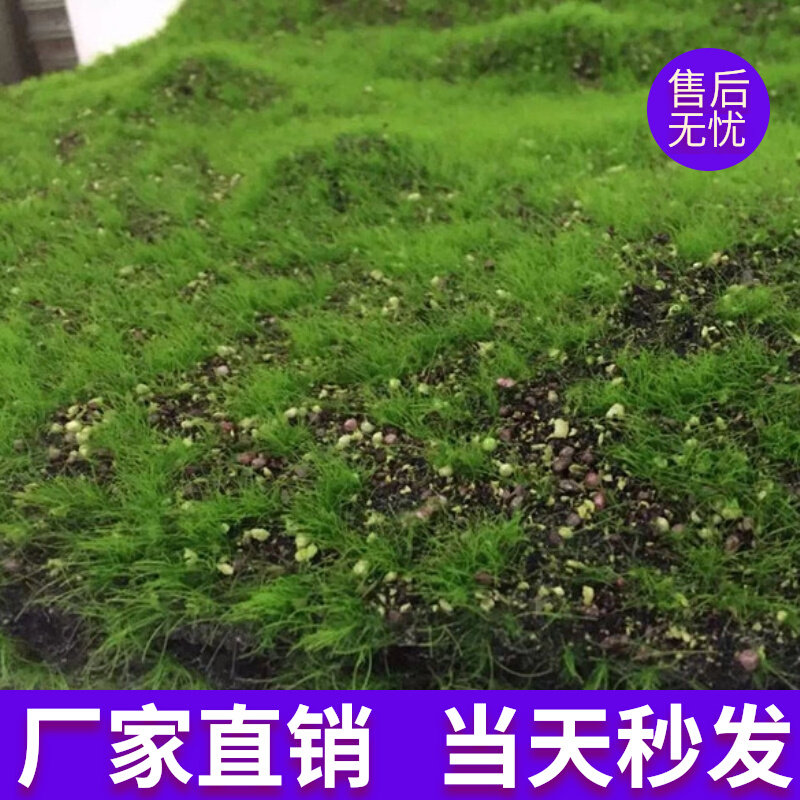 草坪仿真造景背景绿植假草场景草皮货架定制超市健身房假花天台