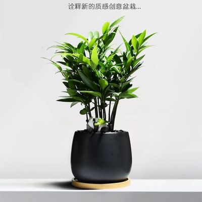 竹柏驱蚊植物室内好养四季常青办公室耐阴花卉绿植兴旺平安竹盆栽