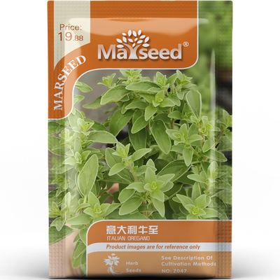 地中海西餐香料意大利牛至香草风味丰富烹饪百搭盆栽种子种苗A162