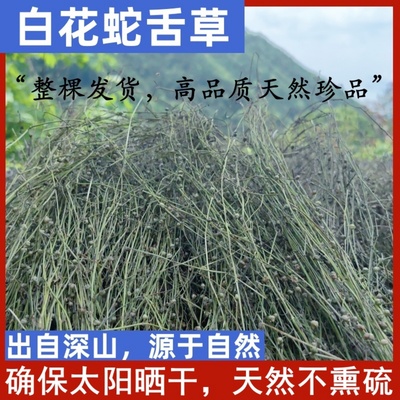 婺源纯野白花蛇舌草可配半枝莲