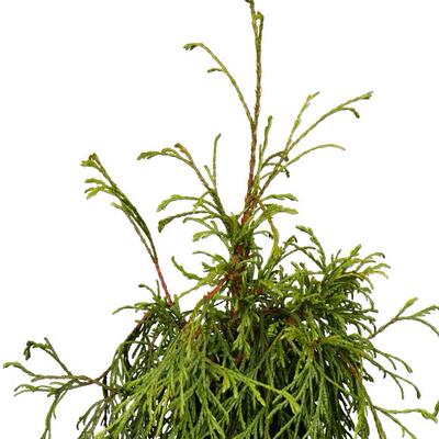 针叶树 北美乔柏 美丽卡格 Thuja plicata 'Kager's Beauty'