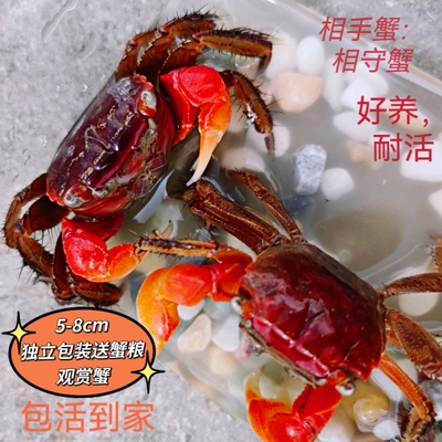 螃蟹宠物相手蟹大号相手蟹活体相手蟹饲养盒整套宠物蟹观赏蟹爬宠