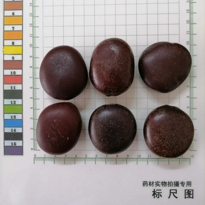中药材榼藤子500g 木腰子 象豆 合子 榼子 眼镜豆 过岗龙种子