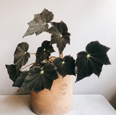 Begonia Black Velvet黑天鹅秋海棠反蓝光质感室内网红INS秋海棠