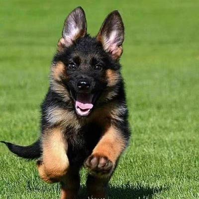 德牧幼犬桃檐中型犬家养