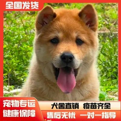 黄狗幼犬忠诚看家便宜猎犬健康帅气狗崽护院活物活体田园犬短毛狗