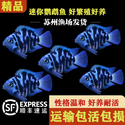 迷你鹦鹉鱼小型热带鱼好养