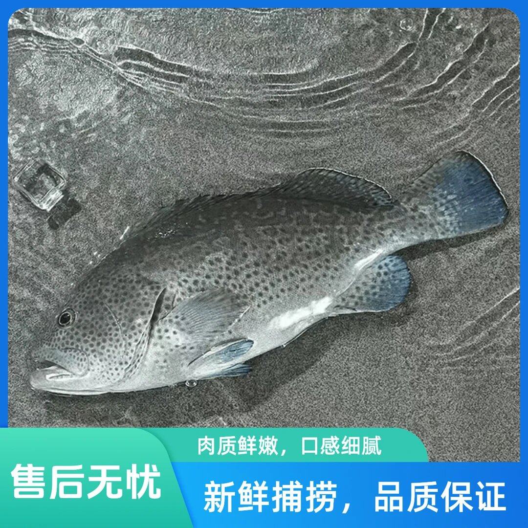 蓝瓜子石斑鱼深海海钓海捕斑鱼海鲜东山岛蓝点斑鲜活速冻锁鲜顺丰