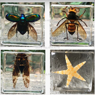 *Grey Butterfly Insect Specimen In Clear Resin Educational E
