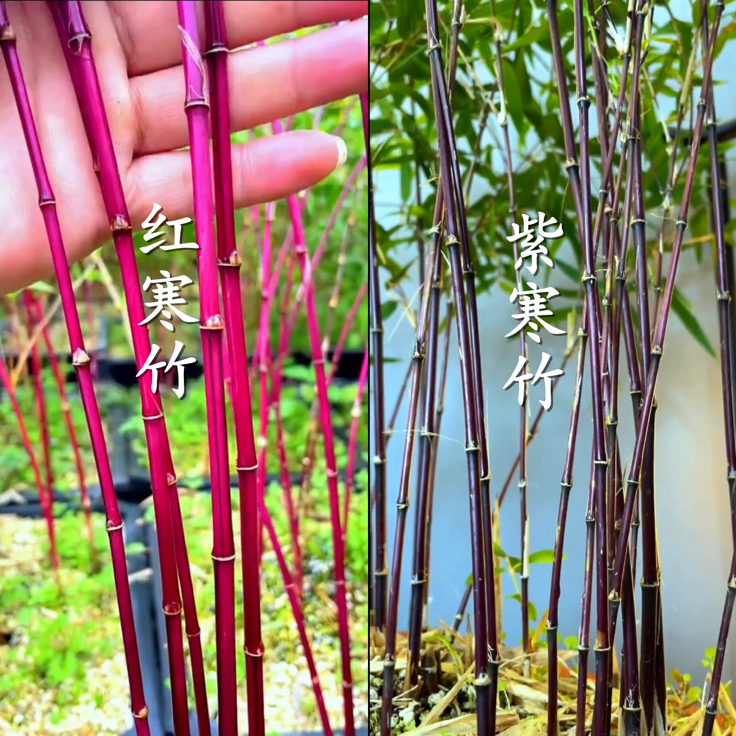 精品红寒竹紫寒竹红观音竹盆景美观好养室内客厅庭院竹子盆栽