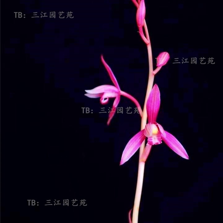 名贵兰花苗建兰市长红富山奇蝶小国魂浓香型兰花室内客厅阳台花卉