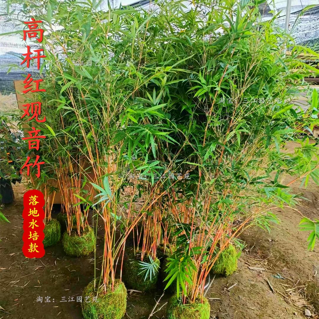高杆大苗红观音竹苔藓球水培绿植可摆放庭院客厅茶玄关美观禅意