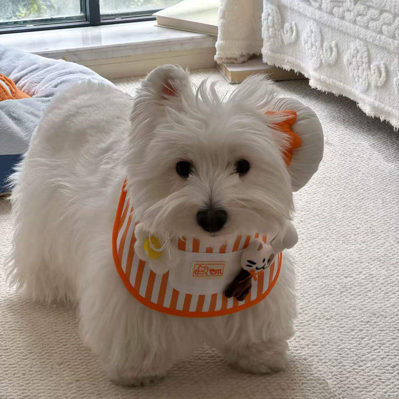 大型犬小狗猫咪狗围脖口水巾可爱 Cos宠物服饰警官服帽子时尚围脖