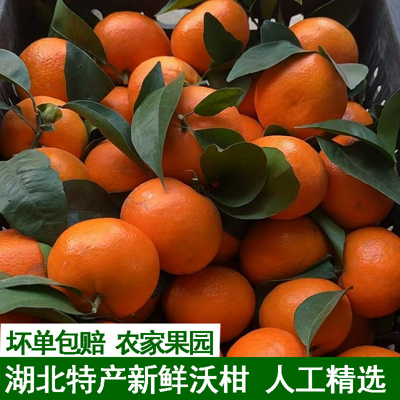 湖北橘子新鲜沃柑新鲜水果当季整箱精选装超甜皮薄多汁小甜橙沃柑