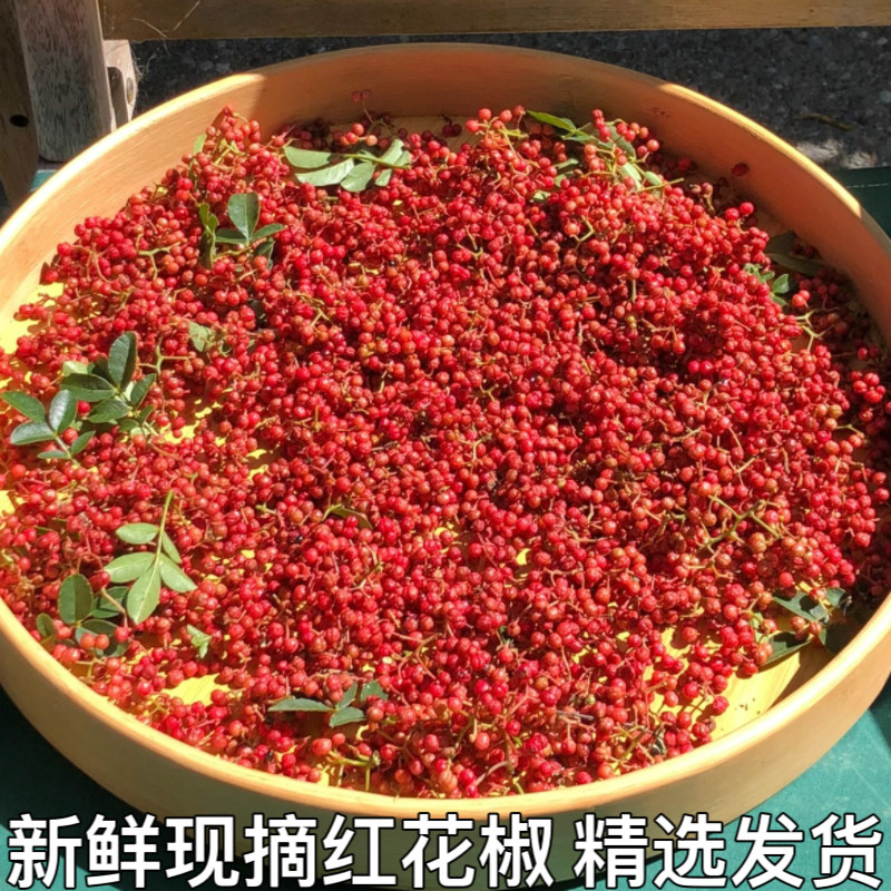 新鲜花椒湖北宜昌红花椒现摘大红袍生鲜花椒特麻1斤湿花椒包邮