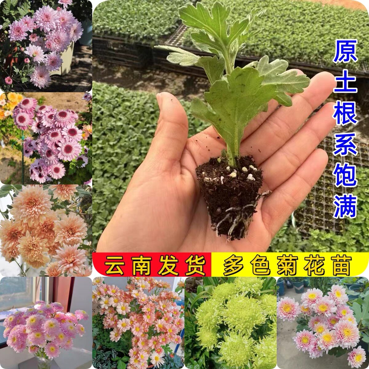 云南菊花小苗多年生耐热耐寒室内外阳台盆栽花卉绿植多色宿根植物