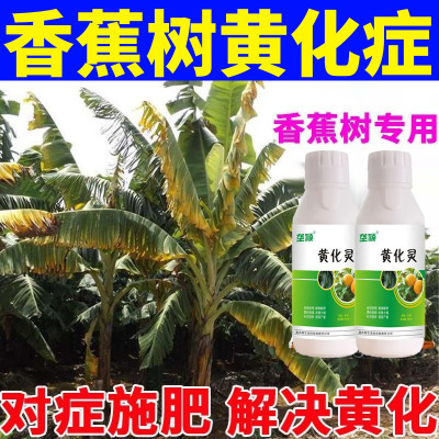 香蕉黄化修复剂香蕉黄化叶面肥黄叶枯萎落花落果迅速返绿壮苗肥料