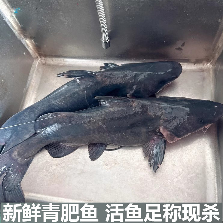 新鲜青肥鱼现杀冷水鱼大鮰鱼团鱼青团鱼黑肥鱼叉尾鱼烤鱼活鱼现杀