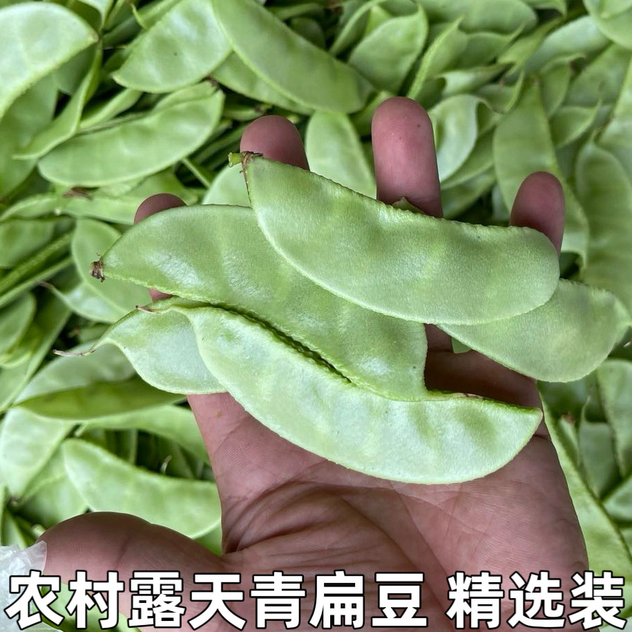扁豆角新鲜蔬菜农家自种月儿菜扁豆眉豆白扁豆青豆角扁豆荚嫩包邮