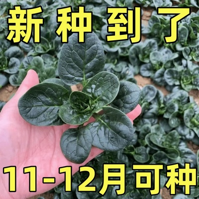 趴地菠菜种子耐寒大叶籽高