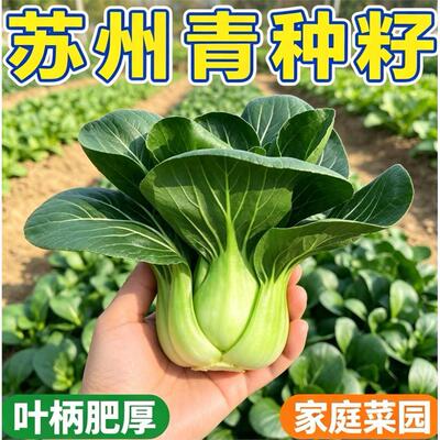 黑甜糯黑大头黑种子叶矮