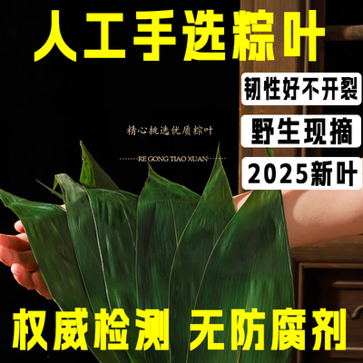 粽叶新鲜粽子叶大号精选包粽子专用的叶子端午鲜叶干叶特大家商用