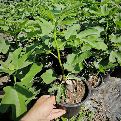无花果基质土原盆带叶根系发达