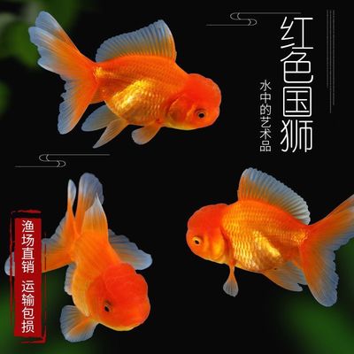 清仓红狮金鱼活鱼观赏鱼小型淡水冷水鱼好养耐活小金鱼活体宠物鱼