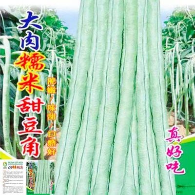 超好吃大肉糯米甜豆角种子白长豆角春夏秋播白玉长豇豆易种蔬菜孑