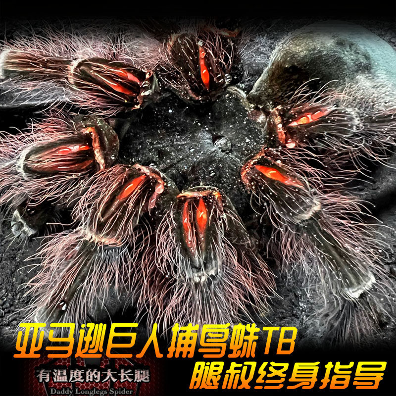 腿叔~亚马逊巨人食鸟蛛TB长毛成年可达28cm宠物蜘蛛三大巨头之一