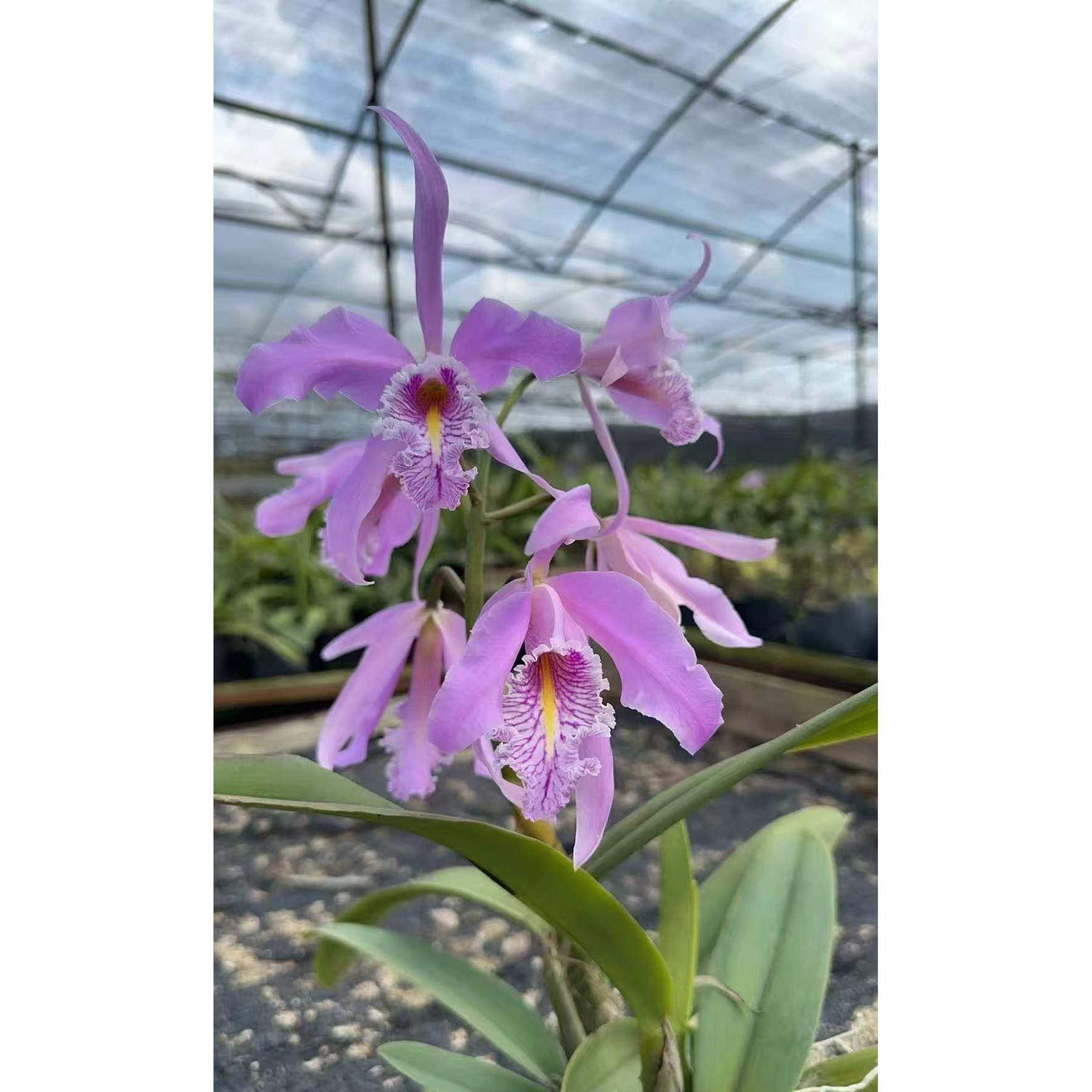 【南诏优选】马克西马卡特兰Cattleya maxima (8年苗)浓香好养