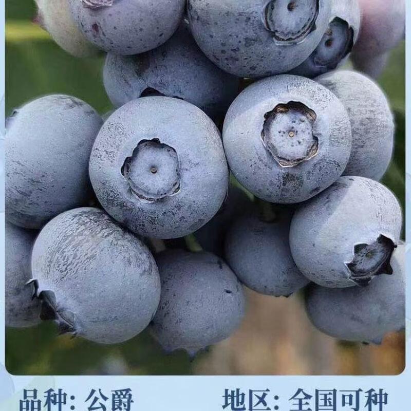 【公爵蓝莓苗】盆栽蓝莓果树苗大果蓝莓耐寒南方北方室内室外种植