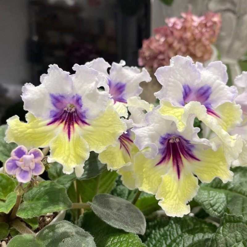 苦苣苔进口堇兰~崔斯坦tristan,室内耐阴四季开花