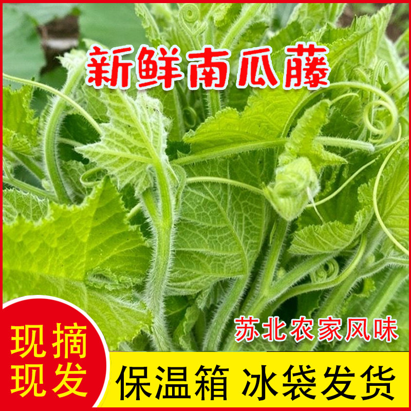 苏北新鲜南瓜藤南瓜尖嫩南瓜花时令蔬菜佛手瓜南瓜叶瓜尖当季瓜藤