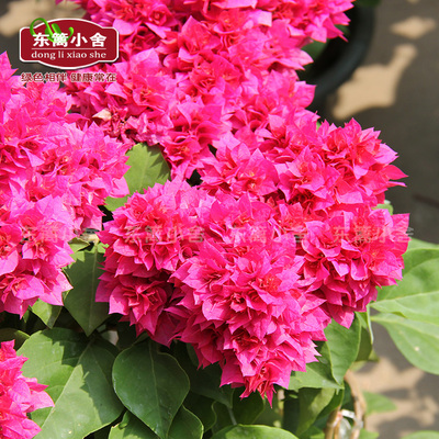 东篱小舍 重瓣红 怡红 怡锦 粉重 重橙三角梅 原盆发实拍照