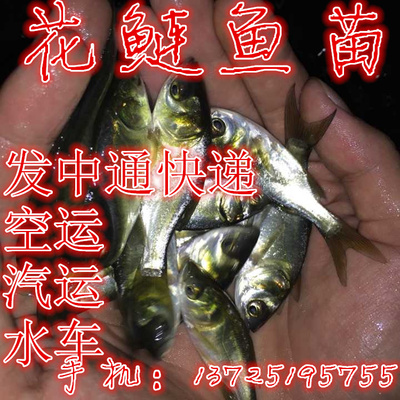 淡水花鲢鱼苗大头鱼苗胖头鱼苗雄鱼苗半斤鳙鱼四大家鱼活体养殖鱼