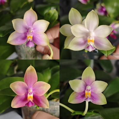 JG2403诺比绿鹰交宝石朋友 花农杰哥原生种直播专用