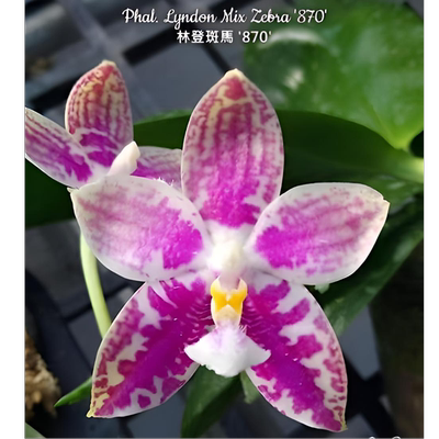 林登斑马870 花农杰哥原生种直播专用珍奇类蝴蝶兰